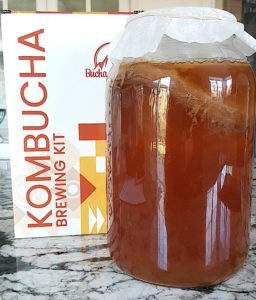 Wholesale Kombucha Brewing - Bucha Brewers